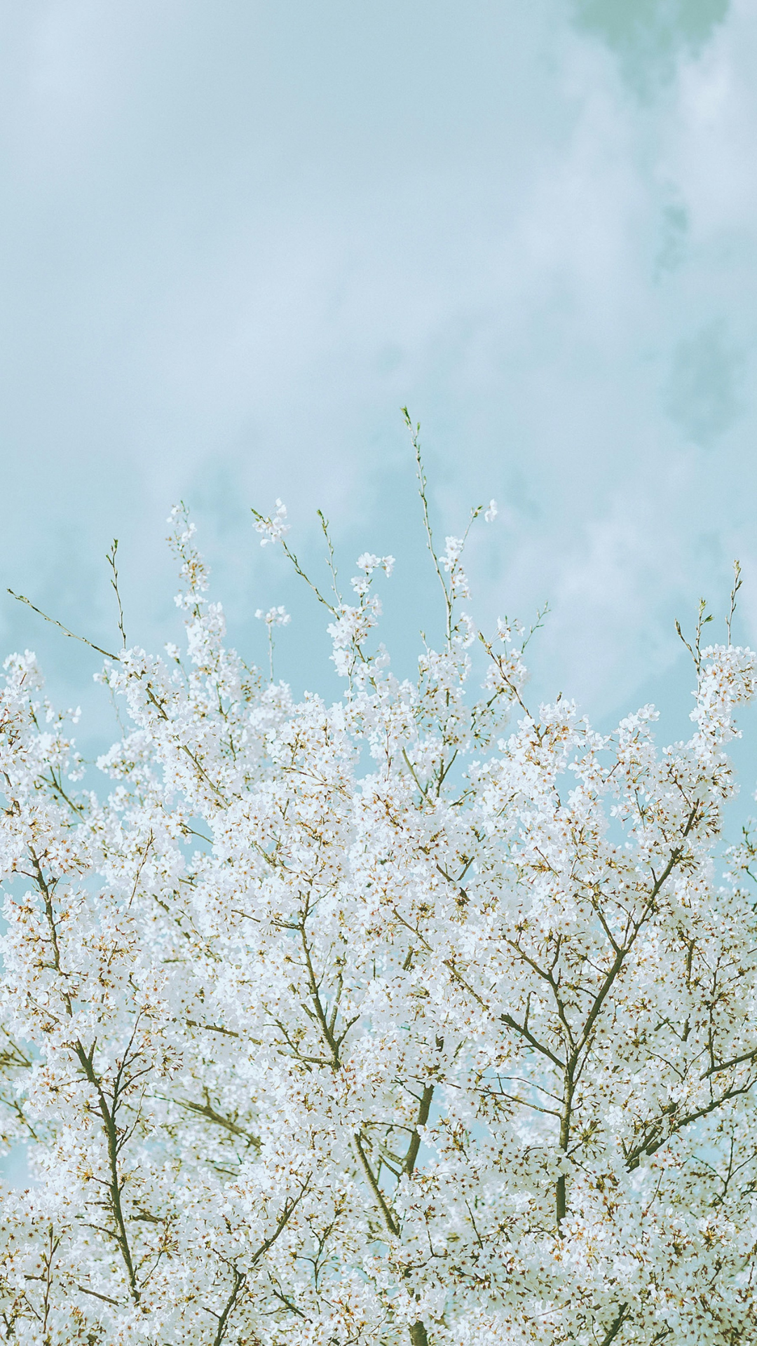 8 Free Spring Wallpapers for iPhone [2024] - Interiors by Abbey - Inspo ...